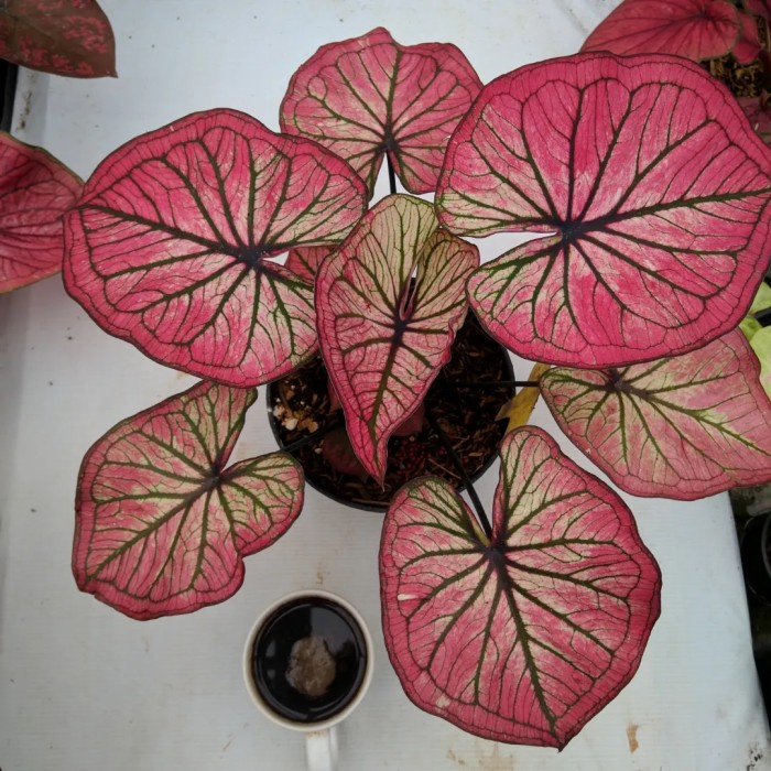 Jual koleksi tanaman caladium cantik HN arum dalu remaja menor keladi ...
