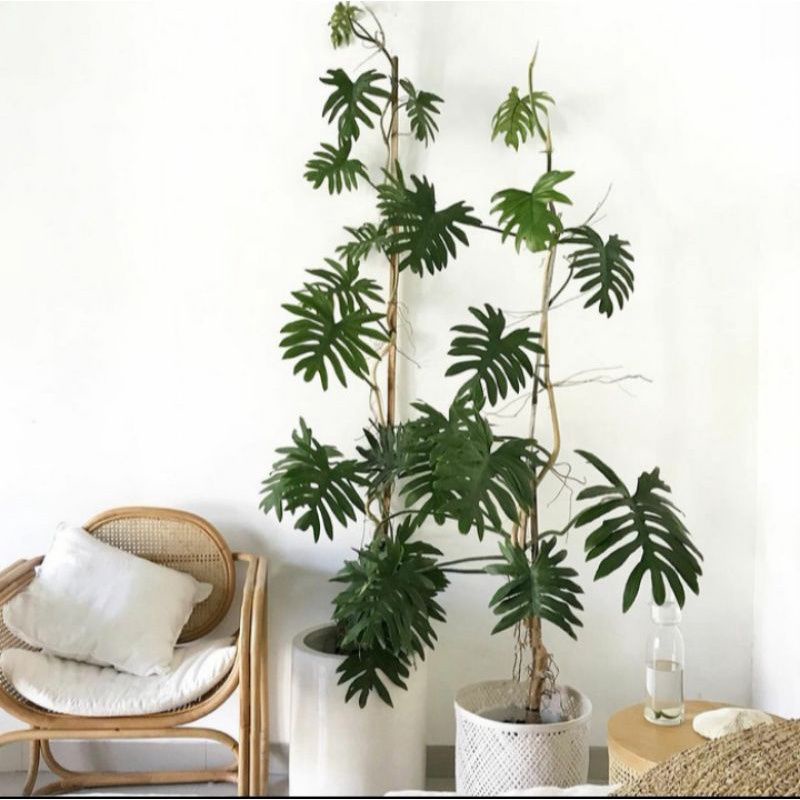 Jual paket 3 pohon merambat paraiso verde-monstera mini-philo mayoi ...