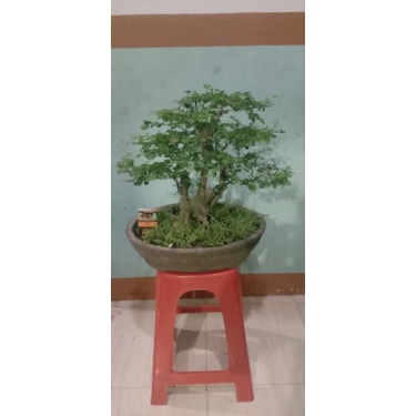 Jual bonsai delima batu | Shopee Indonesia