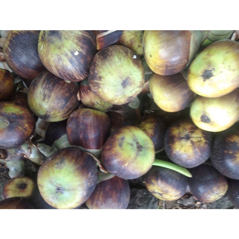 Jual Buah Siwalan Lontar minim order 4 buah @ satuan | Shopee Indonesia
