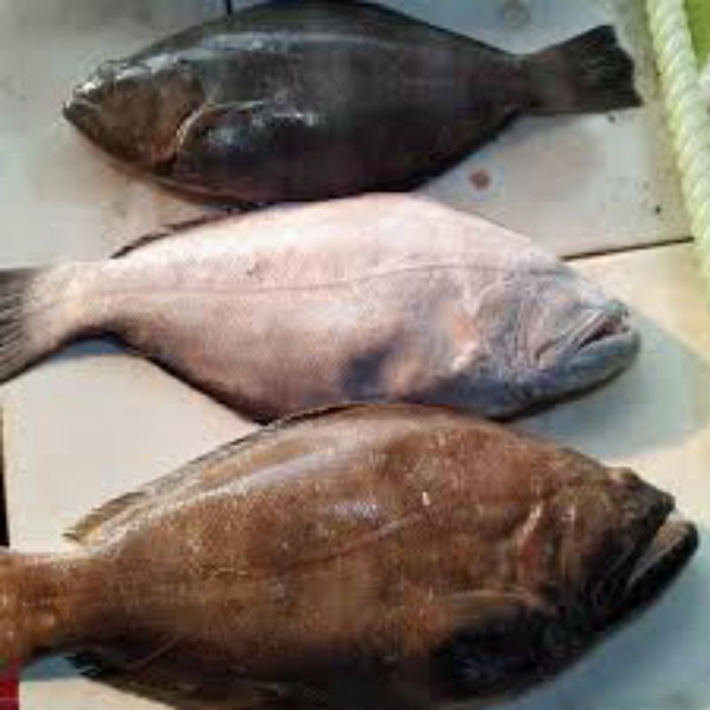 Jual Ikan Sebelah 1kg | Shopee Indonesia