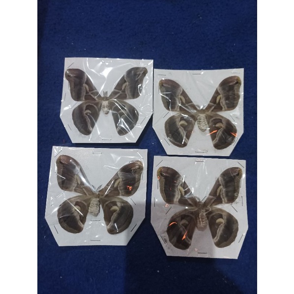 Jual taxydermi kupu gajah kecil /Rama rama /ngengat / moth ordo ...