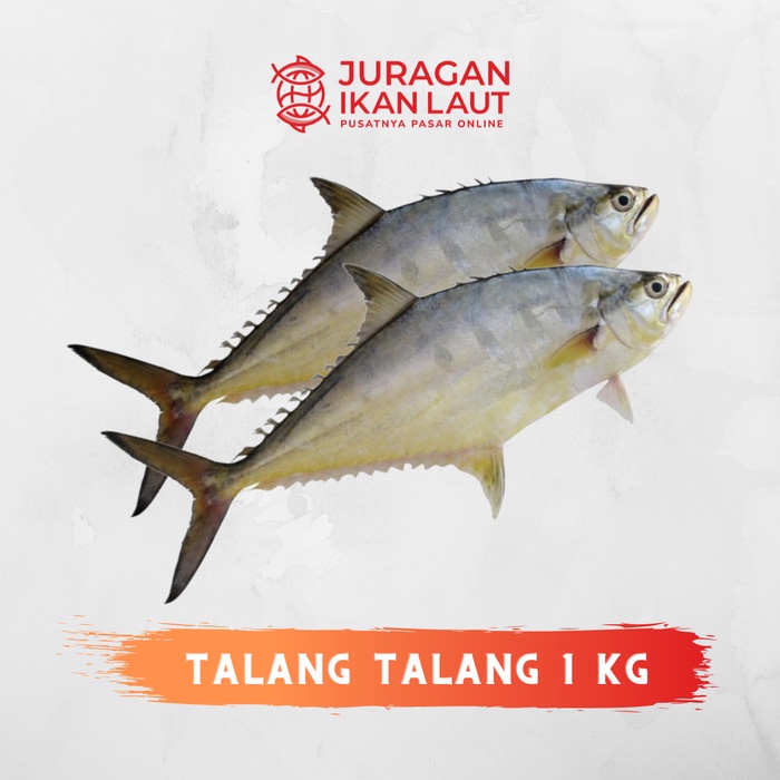 Jual Ikan Talang Talang Segar Berkualitas - 1 Kilogram | Shopee Indonesia