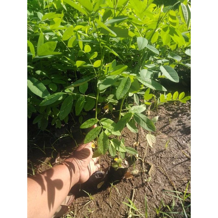 Jual PAKET 30 BIBIT INDIGOFERA | Shopee Indonesia