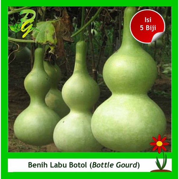 Jual Benih Biji Bottle Gourd-Labu Botol-Labu Kendi | Shopee Indonesia