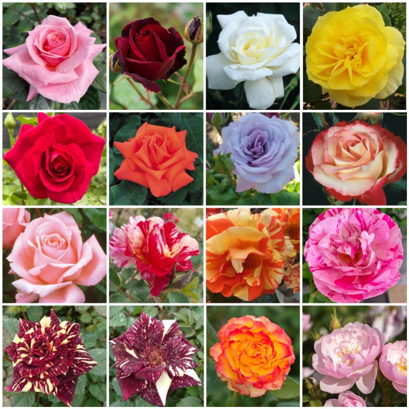 Jual Mawar Sudah Berbunga dan Mekar Beli 10 GRATIS 1 (Pusat Tanaman Mawar Cihideung Bandung ...