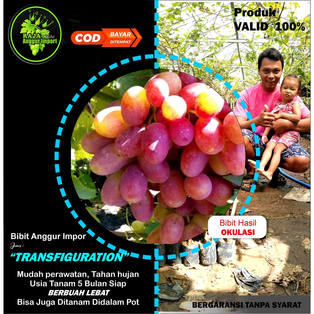 Jual Bibit Anggur Impor "TRANSFIGURATION" Manis Renyah Size Buah Besar ...