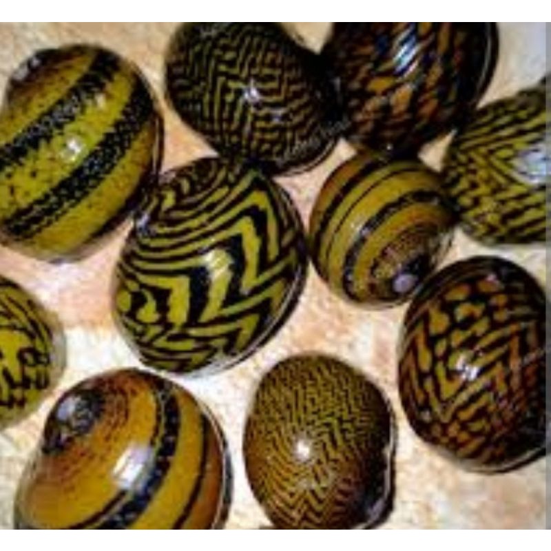 Jual Keong Batik Aquascape pemakan alga dan lumut | Shopee Indonesia