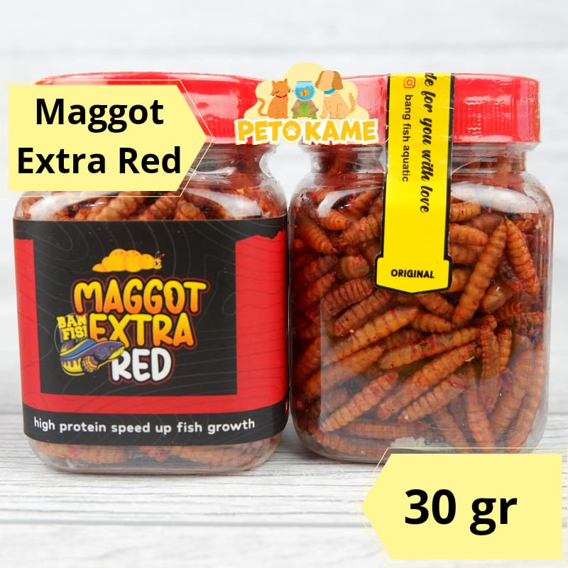 Jual Bang Fish Maggot EXTRA RED | Pakan UNTUK MENINGKATKAN WARNA BAR ...