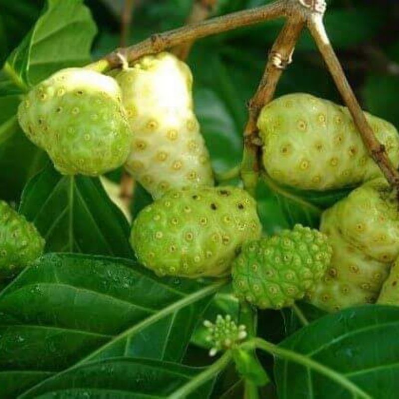 Jual Buah Pace mengkudu dan daun 1kg | Shopee Indonesia