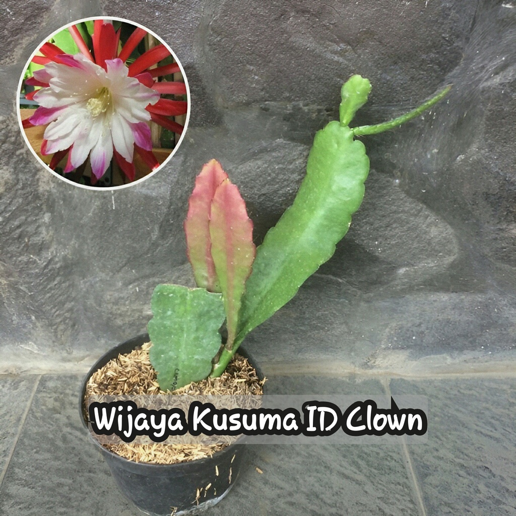 Jual Tanaman Hias Wijaya Kusuma Hybrid ID Clown Bunga Putih Unggu Besar ...