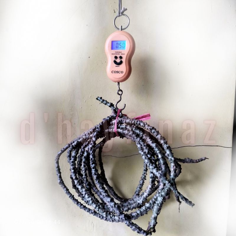 Jual Batang Batrawali Segar per 500gr | Shopee Indonesia