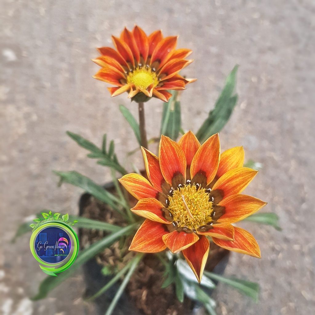 Jual GAZANIA TREASURE FLOWER GAZANIA RIGENS treasure flower bibit ...