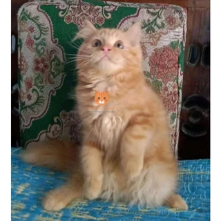 Jual Kucing Oren Terlengkap & Harga Terbaru April 2024 | Shopee Indonesia