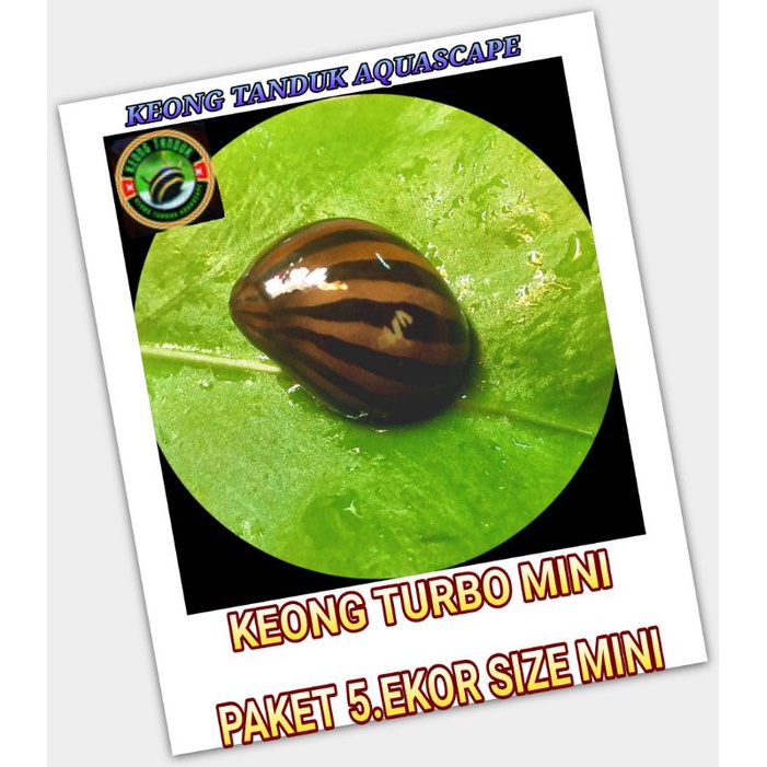 Jual keong turbo mini / keong hias aquascape pembersih alga lumut dan ...
