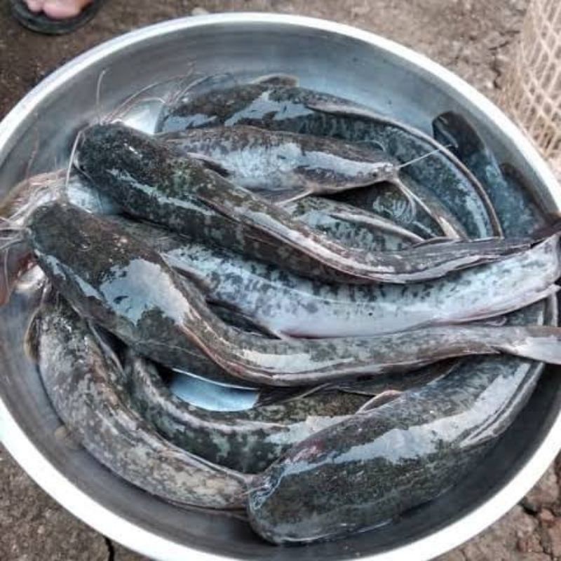 Jual ikan Lele Segar 1kg | Shopee Indonesia
