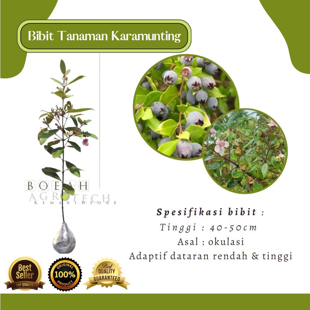 Jual Bibit Tanaman Karamunting/Kemunting Kaya Manfaat | Shopee Indonesia