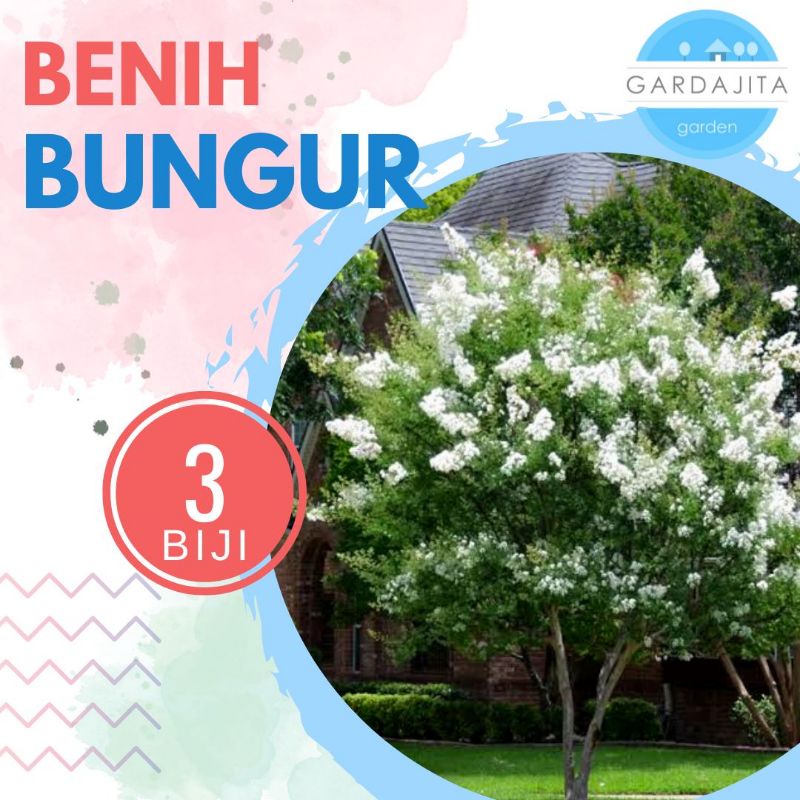 Jual Benih BUNGUR PUTIH isi-3 Biji Sakura Lokal Crape Myrtle | Shopee ...