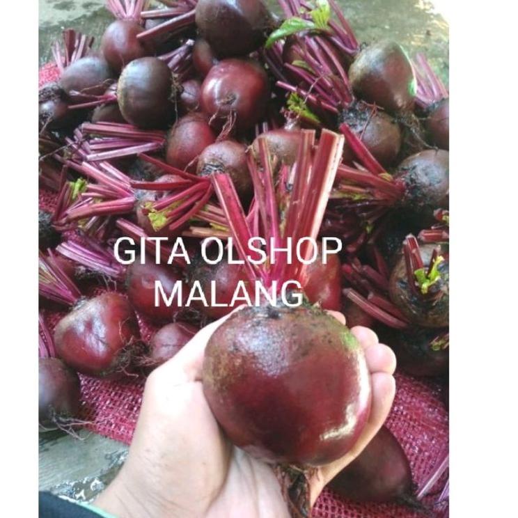 Jual TERBARU BUAH BIT SEGAR 1KG BEETROOT FRESH DARI KEBUN / bit merah ...