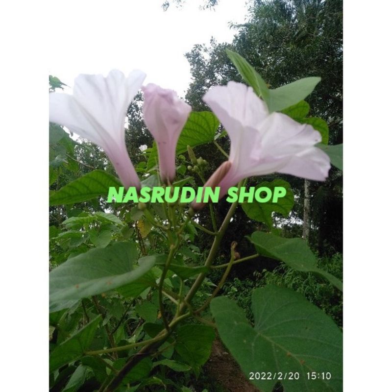 Jual BIBIT TABLO (STEK) Ipomoea Carnea BIBIT KERANGKONG / BIBIT DAUN ...