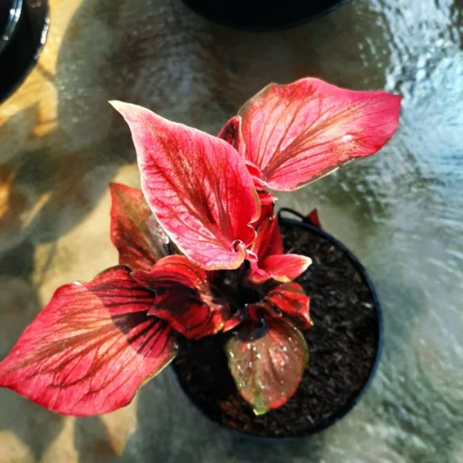 Jual Bunga Red Kujang/Bisa COD/Tersedia Tanaman Caladium/ Bibit Hingga ...