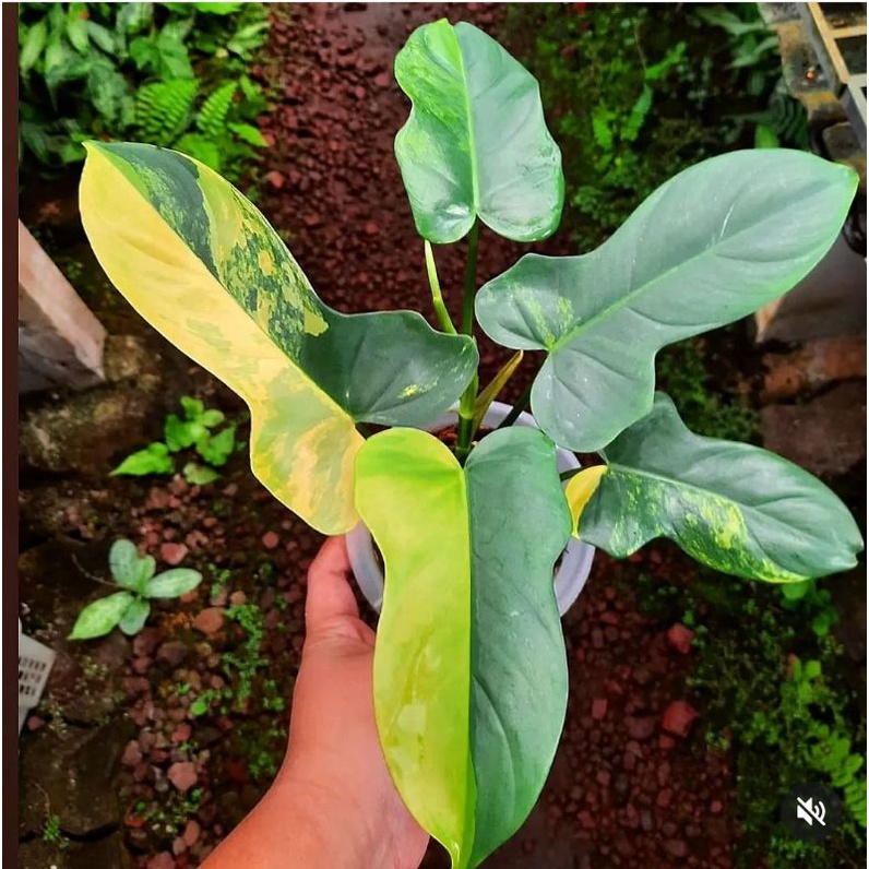 Jual Syngonium Yellow / Tanaman Hias Yellow Variegata / Yellow ...
