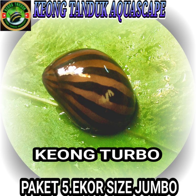 Jual keong hias/keong turbo aquascape size jumbo pembersih lumut ...