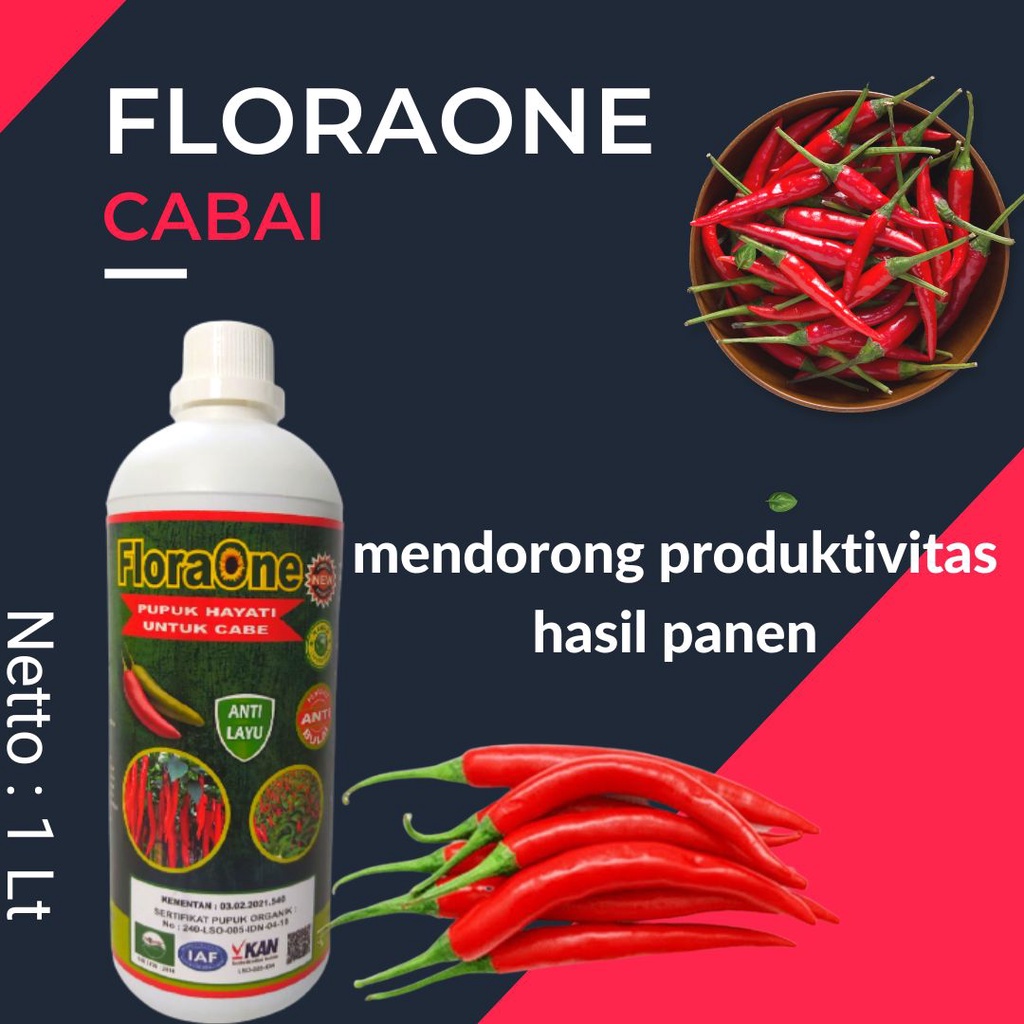 Jual Obat Patek Cabe,Obat Jamur Patek Cabe ,Pupuk Cabe Masa Vegetatif ...