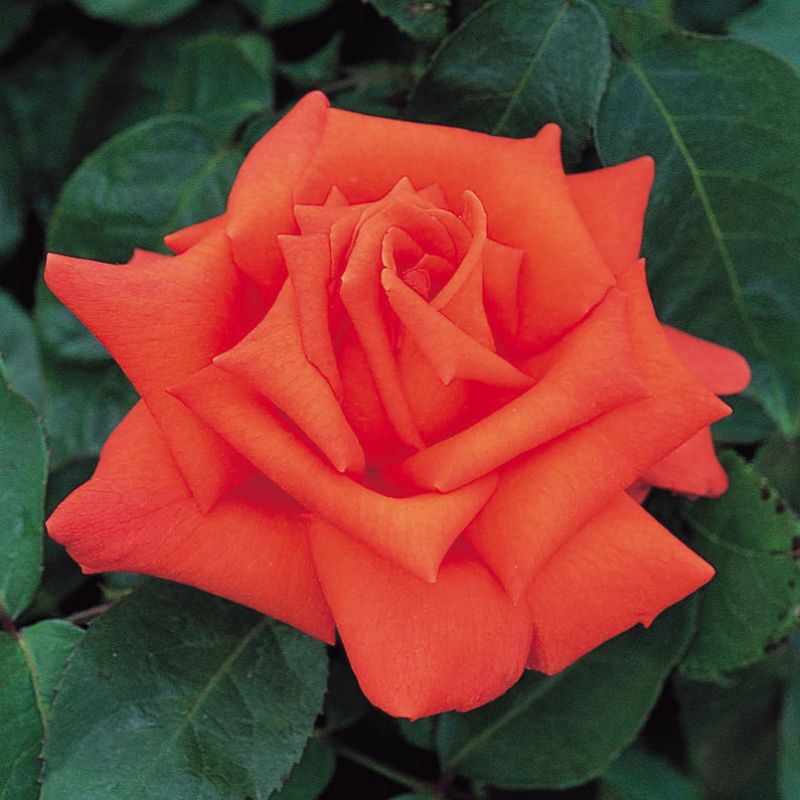 Jual Mawar Sudah Berbunga dan Mekar Beli 10 GRATIS 1 (Pusat Tanaman ...