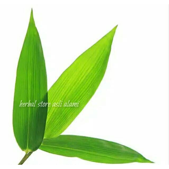 Jual Daun bambu segar buat herbal atau bungkus bakcang/bacang/kicang ...