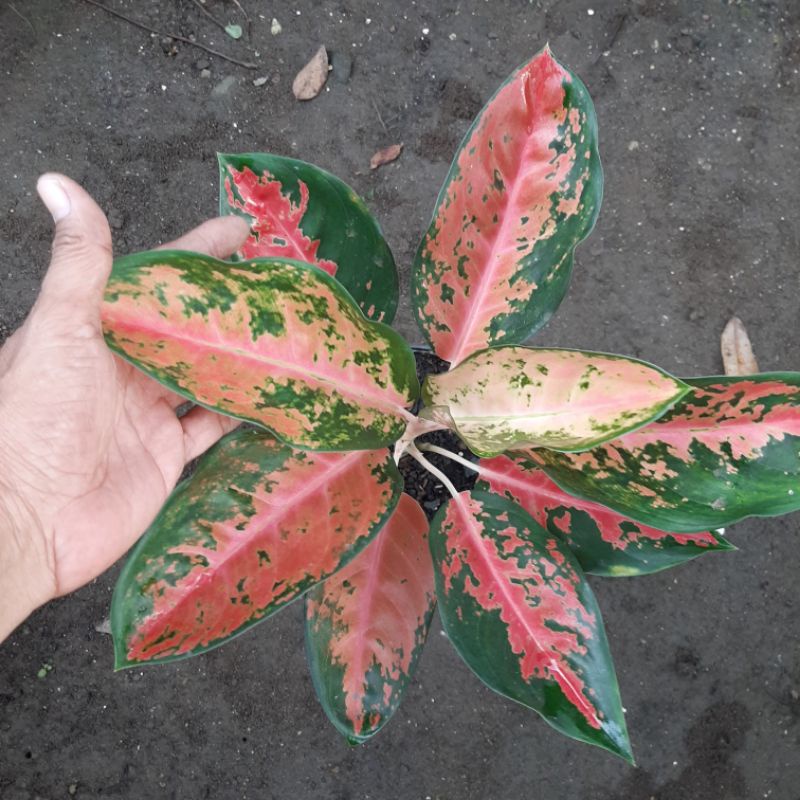 Jual Aglonema Kochin Tembaga merah (real pict) | Shopee Indonesia