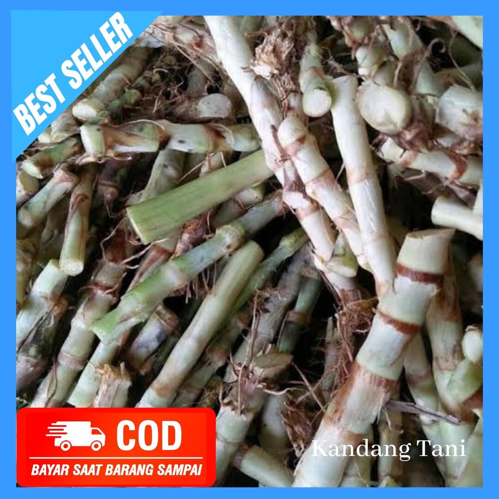 Jual Bibit rumput odot 1 kg cepat tumbuh | Shopee Indonesia