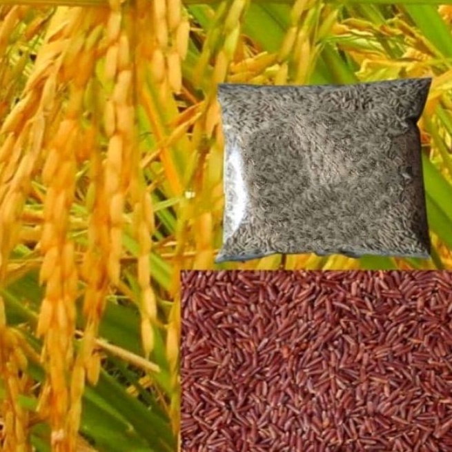 Jual bibit padi beras merah super 1kg | Shopee Indonesia