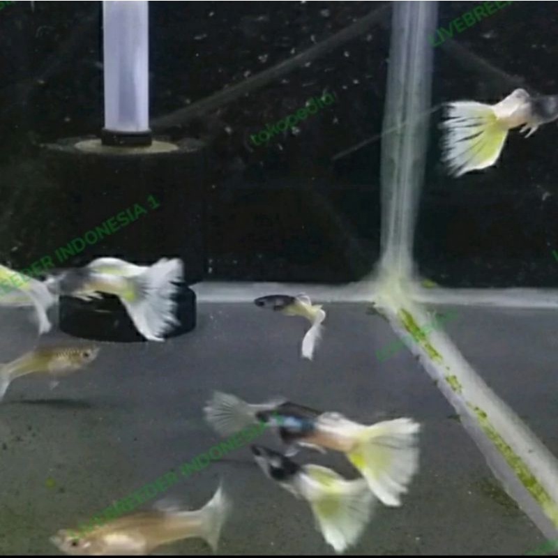 Jual Trio kwek kwek, ikan guppy metal pingu beli 2 pasang gratis 1 ...