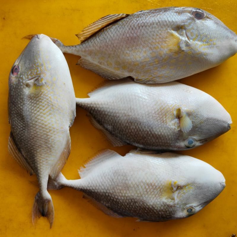 Jual Ikan Ayam Ayam Ikan Segar Fresh Bergaransi 1Kg | Shopee Indonesia