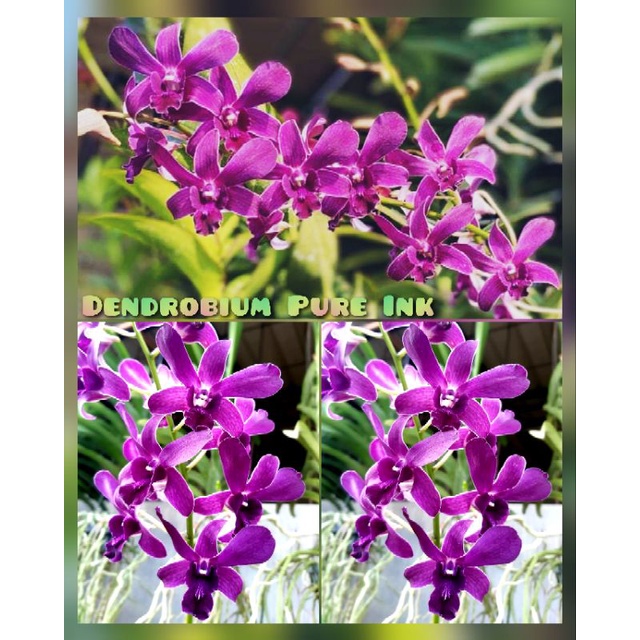 Jual Dendrobium Pure Ink | Ungu Cantik | Shopee Indonesia