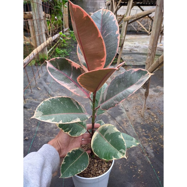 Jual tanaman ficus elastica red Ruby/ tanaman karet kebo | Shopee Indonesia