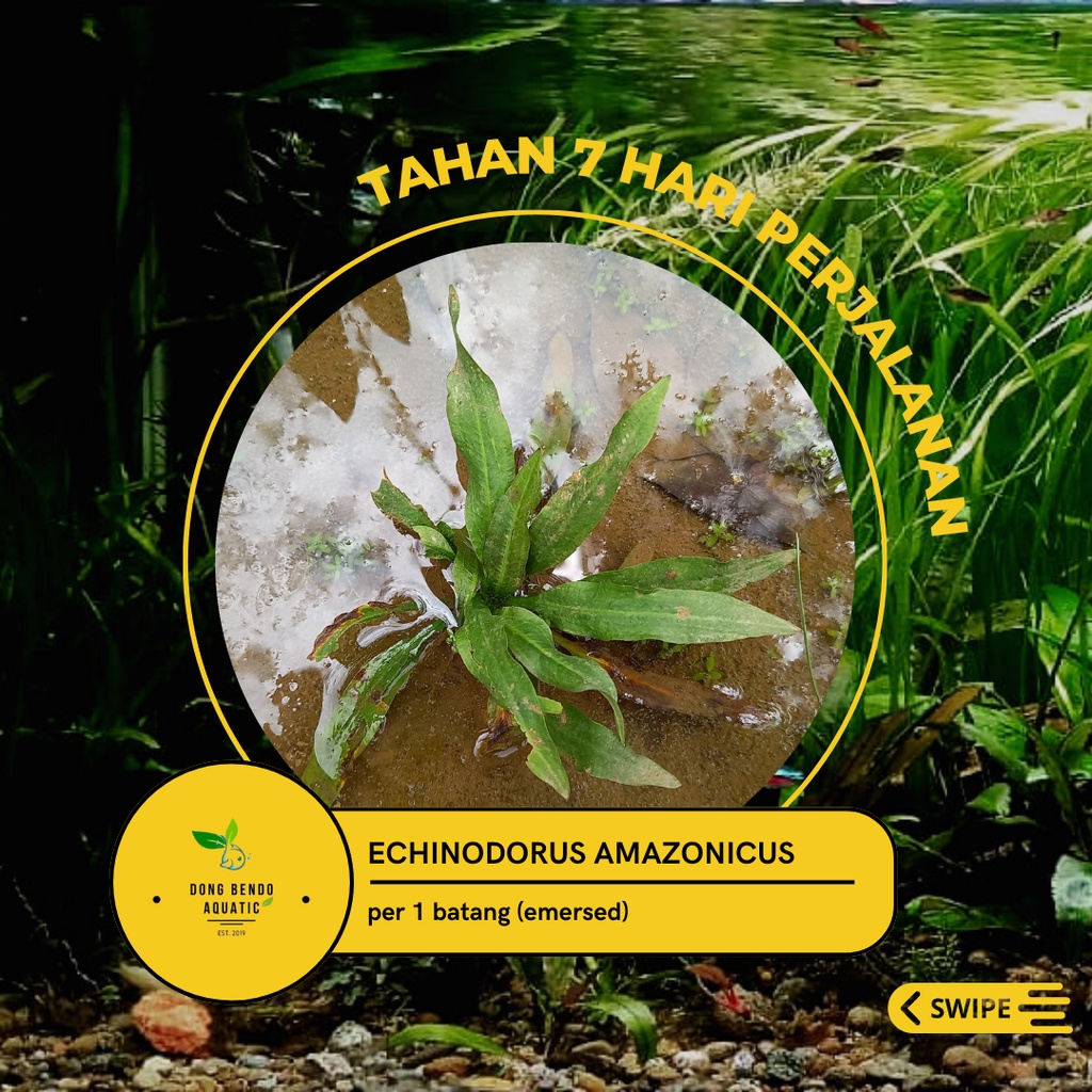 Jual Echinodorus amazonicus / Amazon sword | Shopee Indonesia