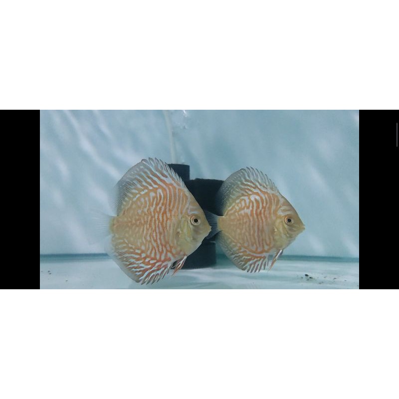 Jual Ikan Discus White Tiger 2,5 inch | Shopee Indonesia