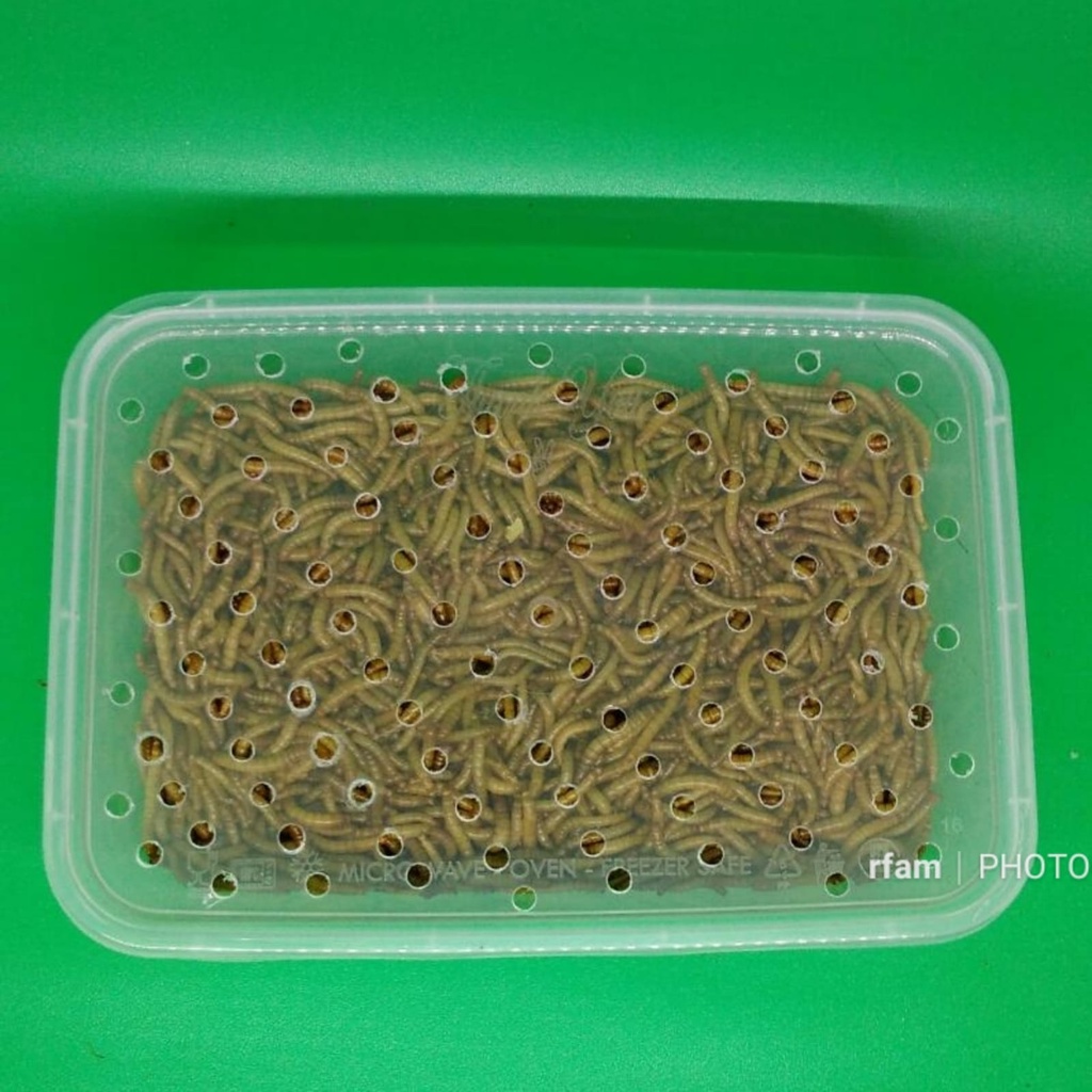 Jual ULAT HONGKONG 100GR + MIKA MAKANAN IKAN SUGAR GLIDER REPTIL ...