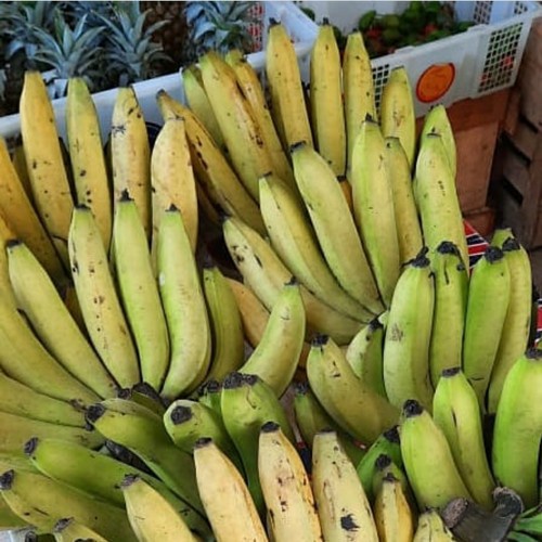 Jual Bibit Pisang Ambon Kuning Super / Tanaman murah & terlemgkap ...