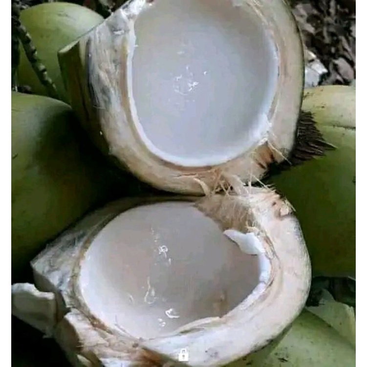 Jual Degan / Kelapa Muda Fress Baru Dipetik | Shopee Indonesia