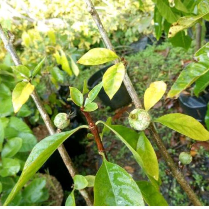 Jual Model Terupdate bibit blueberry Jan fruit(COD) | Shopee Indonesia