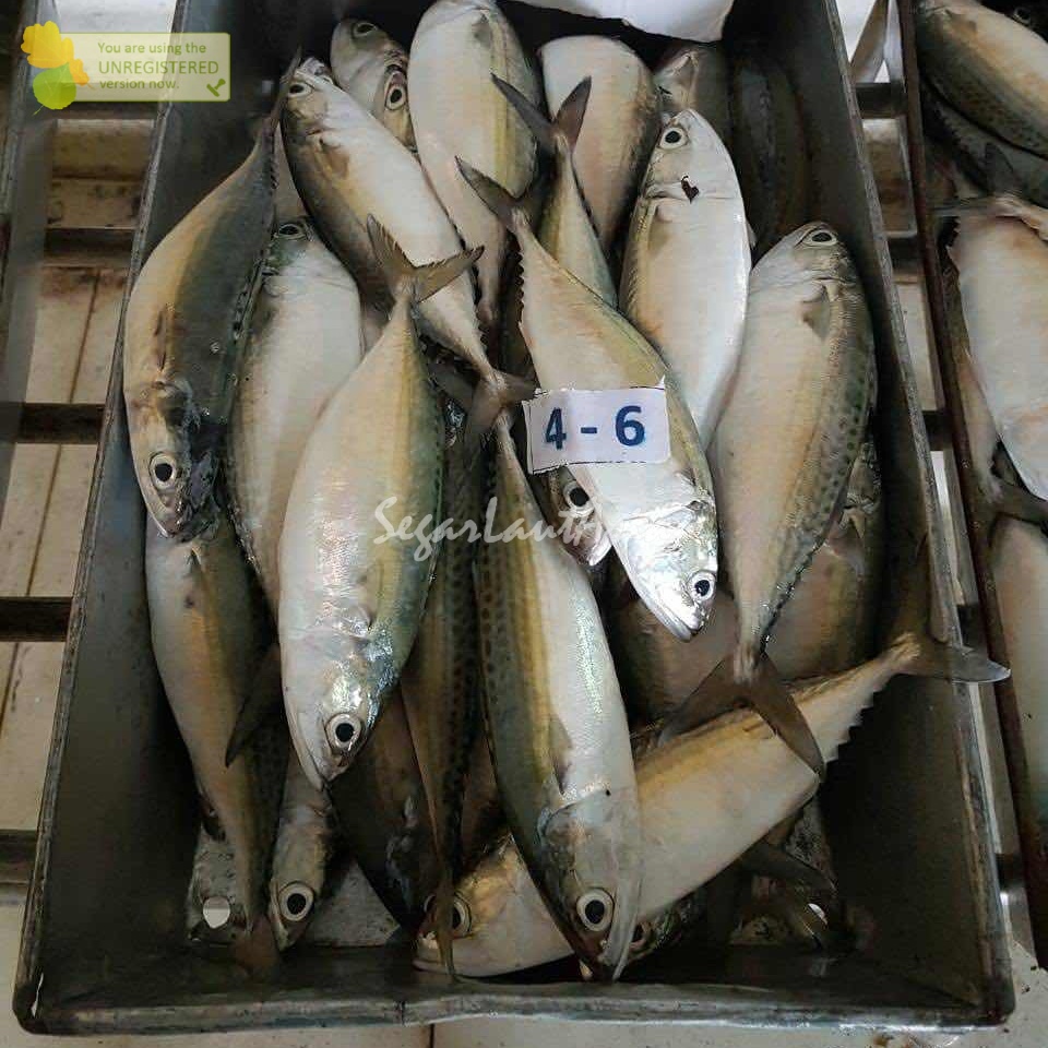Jual Ikan Kembung Banjar Segar Ikan Kembung Banjar Fresh Ikan Hasil ...