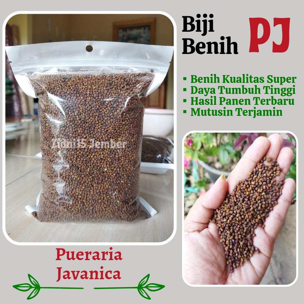 Jual [T-Z6Z- ] 1kg Benih Biji Kacang PJ (Pueraria Javanica) /Cover ...