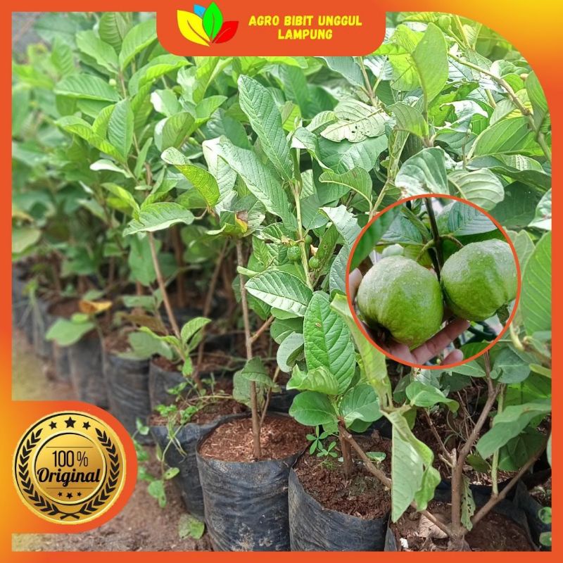Jual Bibit Jambu Kristal Putih Okulasi Berbuah | Shopee Indonesia