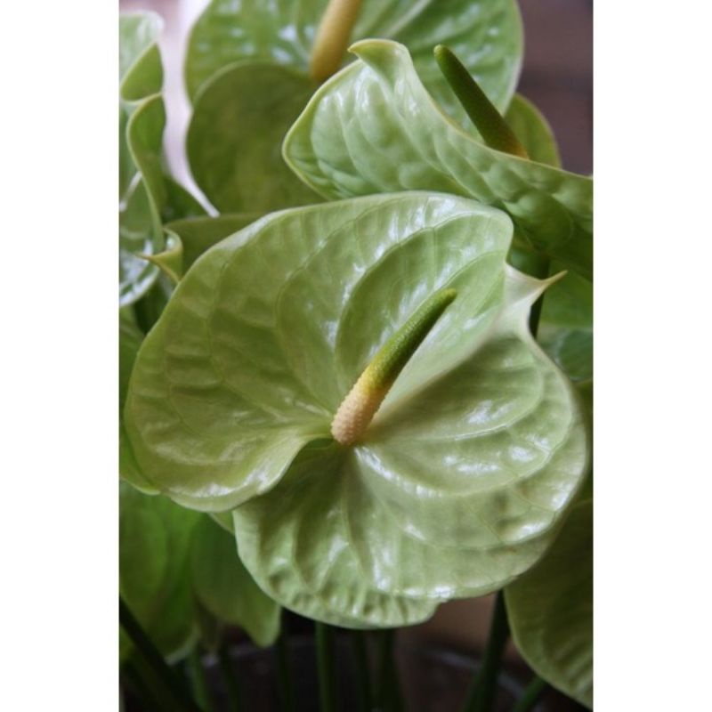 Jual Tanaman Hias Anthurium Mickey Mouse Green Matcha // Bunga Hidup ...