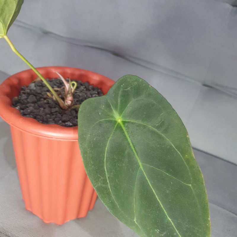 Jual Kuping Gajah Forgetii Dark (Anthurium Forgeti Dark) Hanya 1 Stock ...