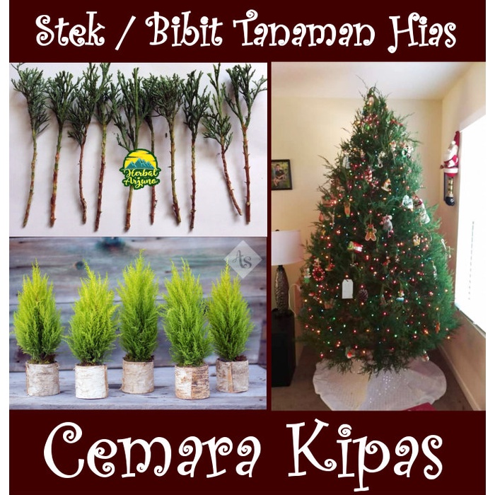 Jual (10pcs) Stek Batang Tanaman Pohon Cemara Kipas | Shopee Indonesia