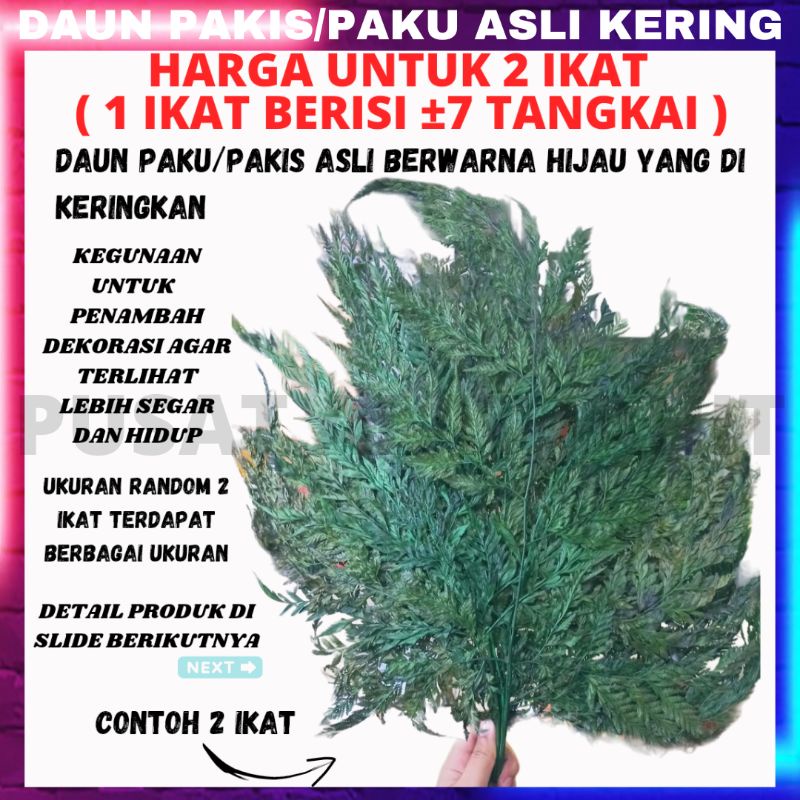 Jual Daun pakis/Daun paku asli yang di keringkan, penambah dekorasi ...
